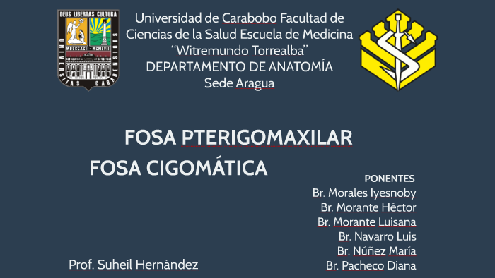 FOSA CIGOMÁTICA by Lolii Núñez on Prezi