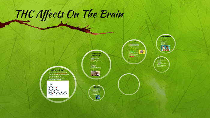 THC Affects On The Brain by melina majors on Prezi