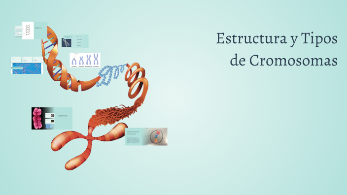 Tipos de Cromosomas by Paulina Perezgracios on Prezi