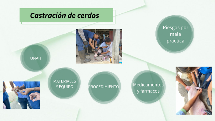 Castración de cerdos by Ronny Mejia on Prezi