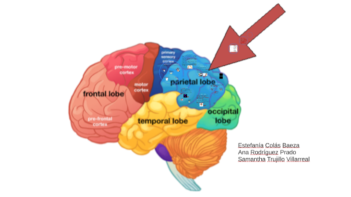 Lóbulo Parietal by María José Ostos on Prezi