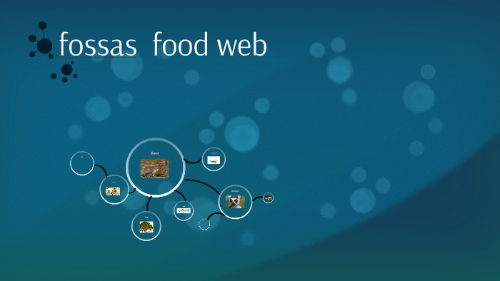 fossas food web by dane finkbeiner on Prezi