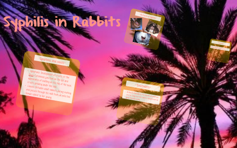 Syphilis in Rabbits by amber trentham on Prezi