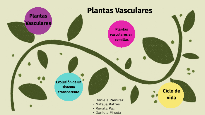 Plantas Vasculares by Daniela Fernanda on Prezi