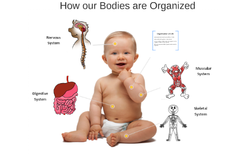 How our Bodies are Organized by Brenda Ahnn