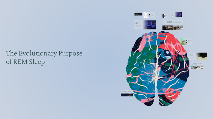 The Evolutionary Purpose of REM Sleep by hanna olson on Prezi