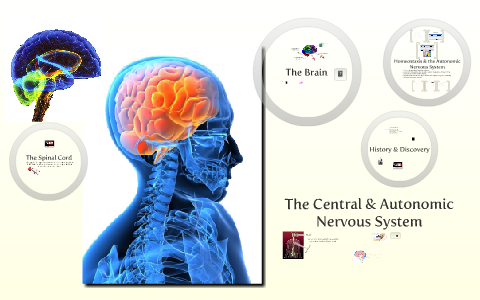 The Central & Autonomic Nervous System by Lionel Messiah on Prezi
