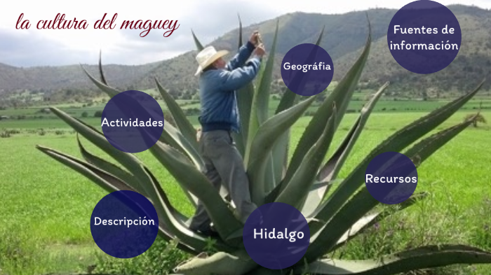 la cultura del maguey by martin becerra on Prezi