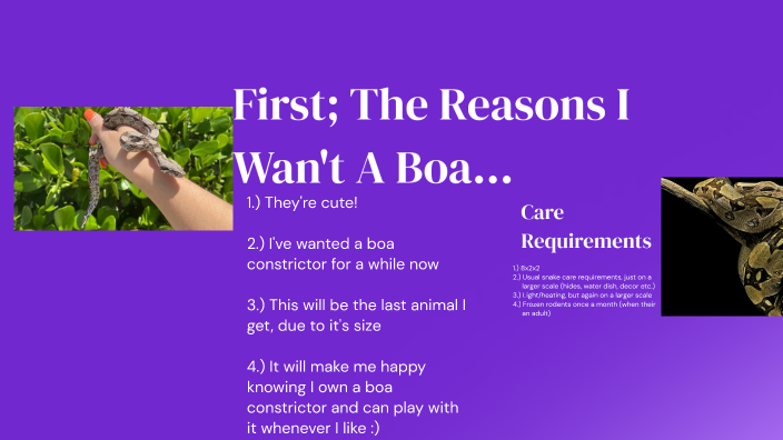 Why I should get a boa by Brooklyn Yates on Prezi