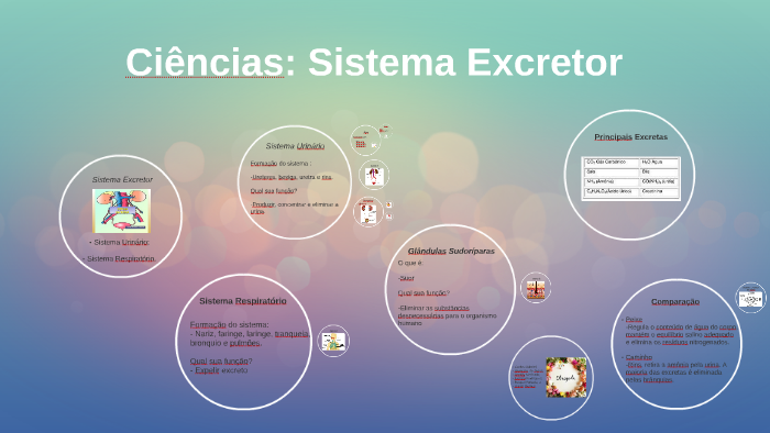 Ciências: Sistema Excretor by Luana Palacio