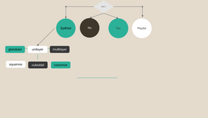 Tissue Flowchart by Gage Miller on Prezi Design