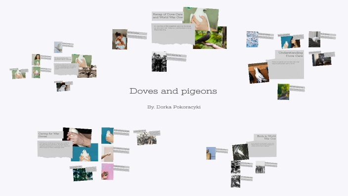 Caring for a Dove: A Guide by Dora Pokoraczki on Prezi
