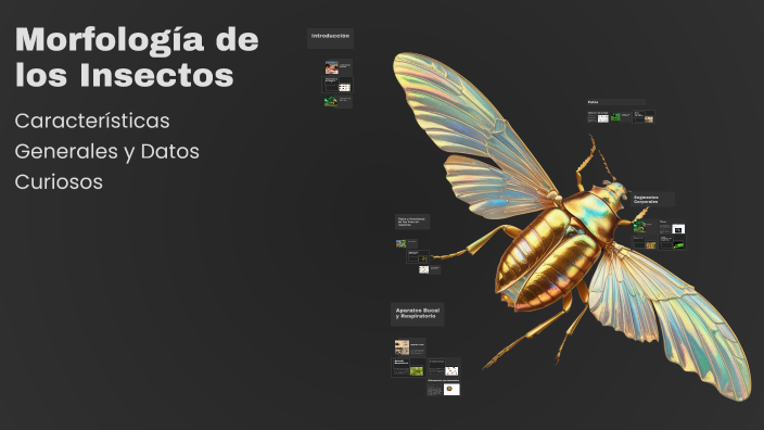 Morfología de los Insectos by Mateo Diazz on Prezi