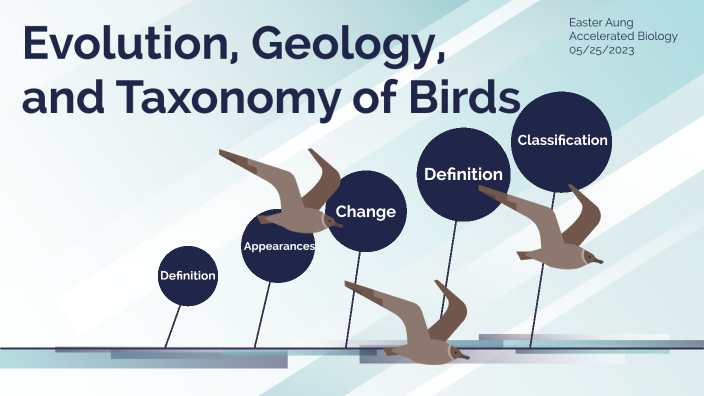 Evolution of Birds by Easter M Aung 10th WHS on Prezi