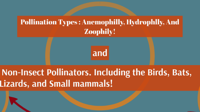 Pollination Types, With Non-Insect Pollinators by Riley Thompson on Prezi