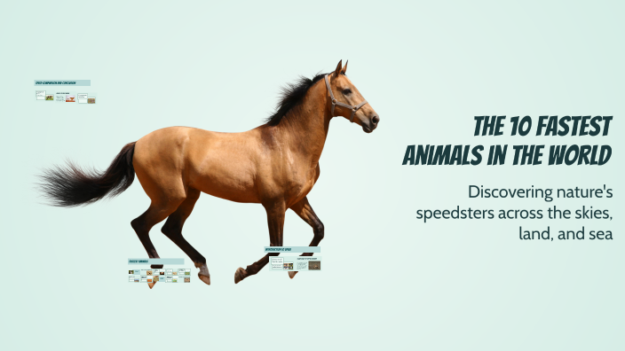 The 10 Fastest Animals in the World by Angelo Dias on Prezi