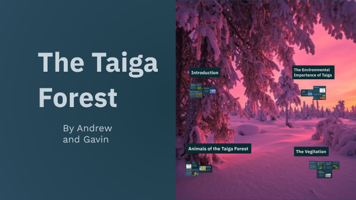 Exploring the Taiga Forest Biome by Andrew Waymire on Prezi