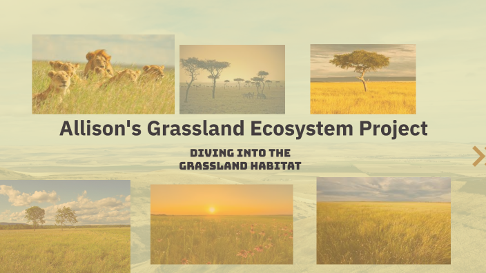 Allison's Grassland Ecosystem Project by River Oaks Elementary on Prezi