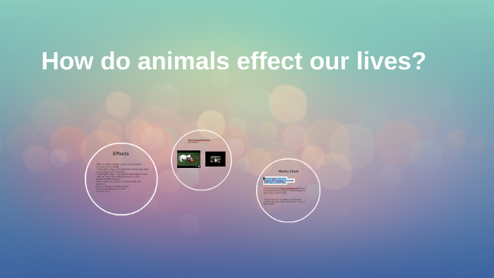 An Animals affect on Humans by Gabrielle Thistlewood on Prezi
