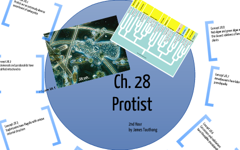 Ch. 28 Protist by James Touthang on Prezi