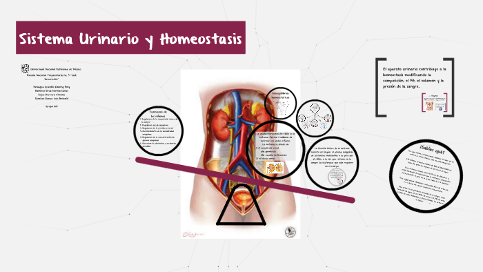 Sistema Urinario y Homeostasis by Isabel Ramírez on Prezi