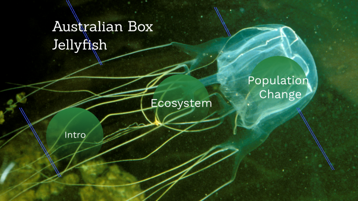 Australian Box Jellyfish by Syed Nizami on Prezi