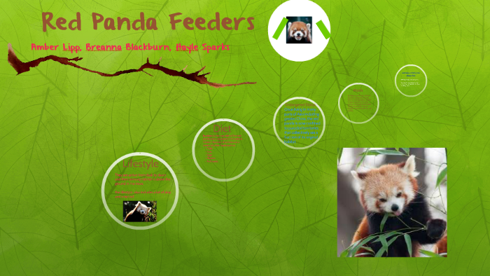 Red panda feeders by hayle sparks on Prezi