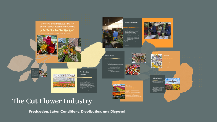 The Cut Flower Industry by Morgan Dehn on Prezi