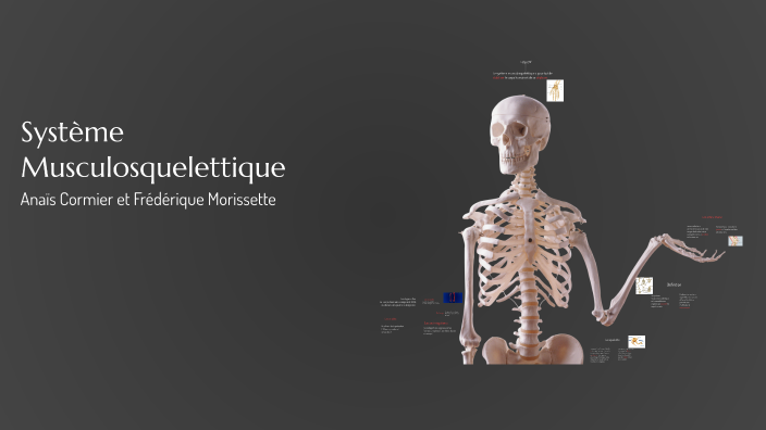Système Musculosquelettique by anais cormier on Prezi