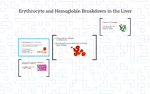 1. It begins with an erythrocyte by Haley Frith on Prezi