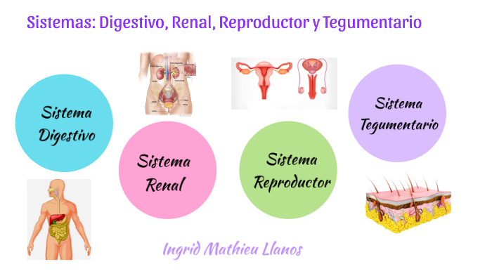 Sistemas Digestivo, Renal, Reproductor y Tegumentario by Ingrid Mathieu ...