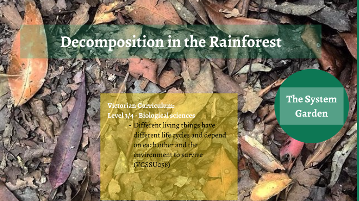 Decomposition in the Rainforest by Annie Fisher on Prezi