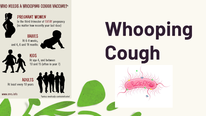 Whooping Cough Infographic by Katelyn Stacey on Prezi