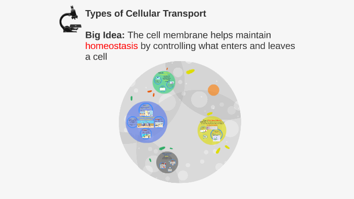 Types of Cellular Transport by Jenny Klepper