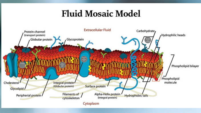 Cell membrane by Yasiri Nunez