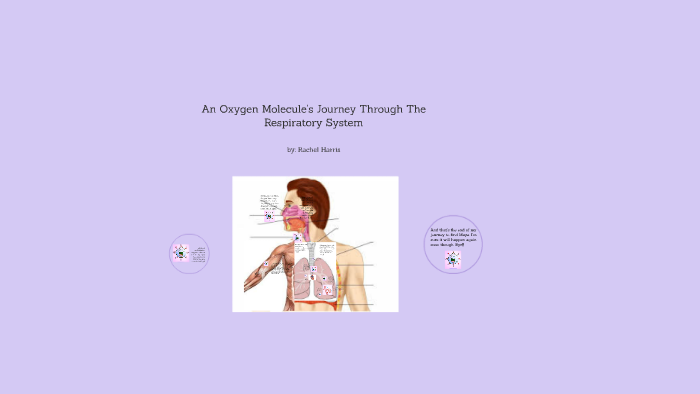 An Oxygen Molecule's Journey Through The Respiratory System by on Prezi