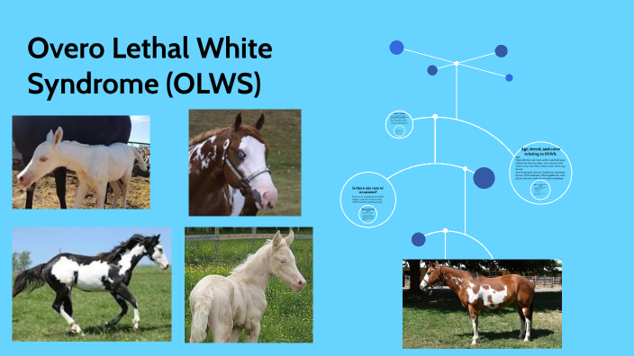 Overo Lethal White Syndrome (OLWS) by Mariah Umbower on Prezi