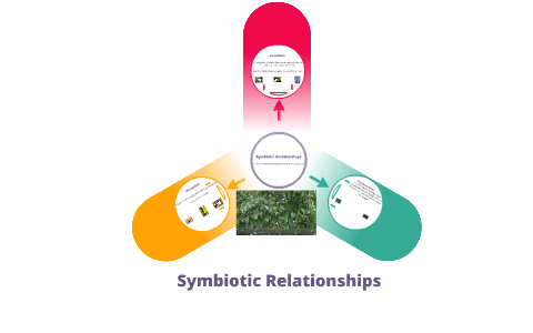 Symbiotic Relationships by Eden Briscoe on Prezi