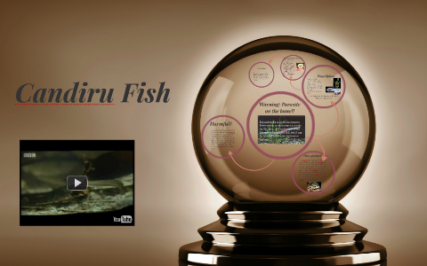 Candiru Fish by Jessica D on Prezi