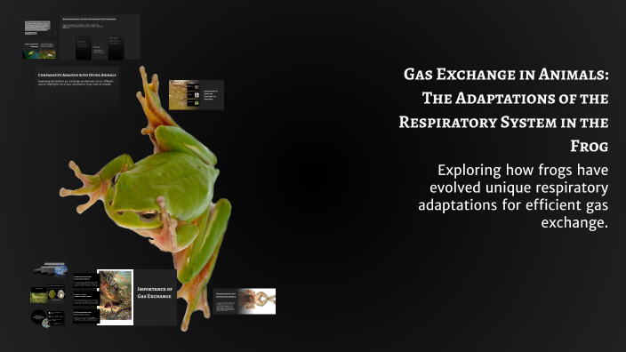 Gas Exchange in Animals: The Adaptations of the Respiratory System in ...