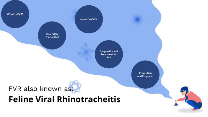 Feline Viral Rhinotracheitis by Ciara Montero on Prezi