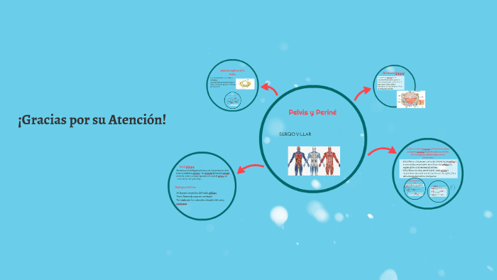 Pelvis y Periné by checho lopez on Prezi