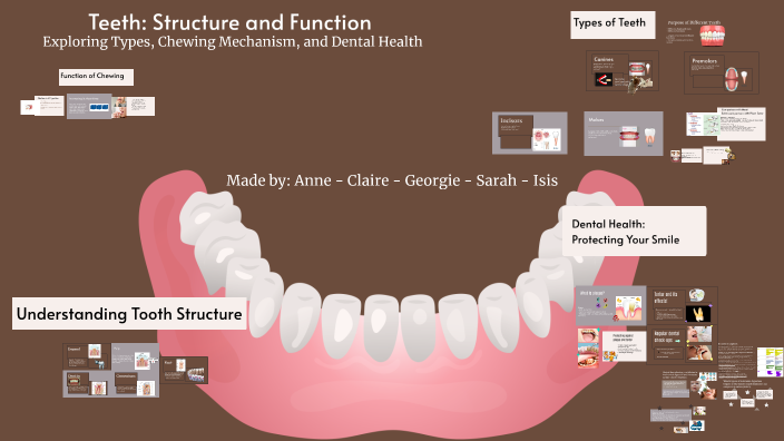 Understanding Teeth: Structure and Function by Claire Grayson on Prezi