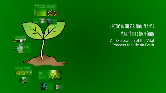 Photosynthesis: How Plants Make Their Own Food by mahmoud on Prezi