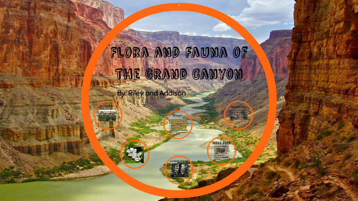 Flora and Fauna of the Grand Canyon by Muffin JonBob Jr. on Prezi