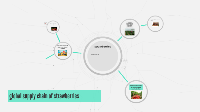 global supply chain of strawberries by on Prezi