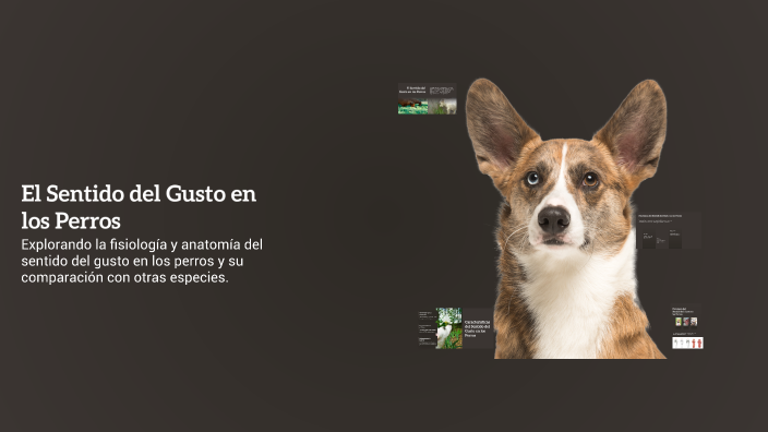 El Sentido del Gusto en los Perros by Valeria Solórzano on Prezi