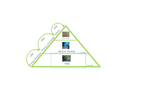 Energy Pyramid of the Pelagic Ocean by Alex Anderson