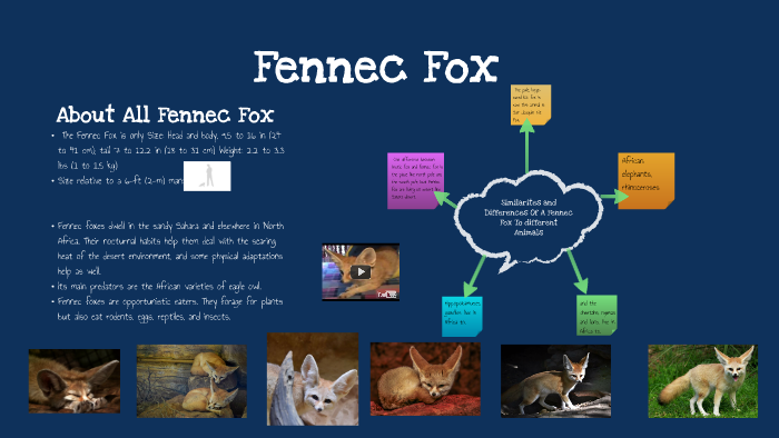 Fennec Fox Food Chain