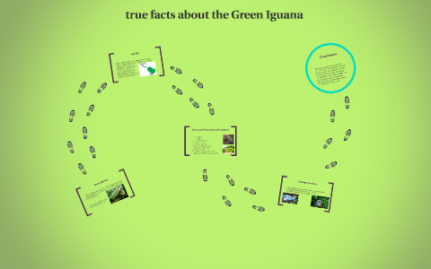 true facts about the Green Iguana by connor fritsch on Prezi